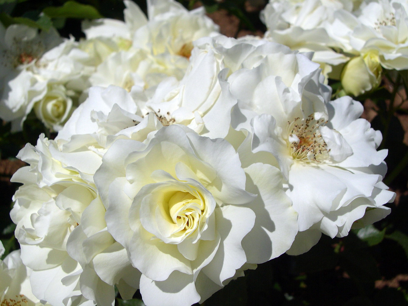 White Meidiland Rose - Plant Guide